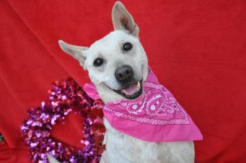 Austin Pets Alive! holds dog adoption special | kvue.com