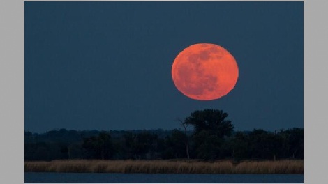 Moon, cubs seen at Texas state parks | kvue.com