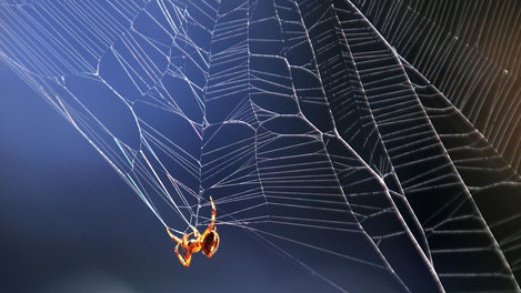 Man using 'blowtorch' to kill spider started fire | kvue.com