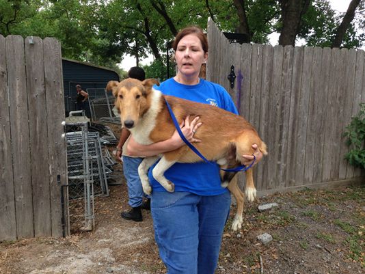 Dozens of collies rescued from deplorable conditions in Tomball area ...