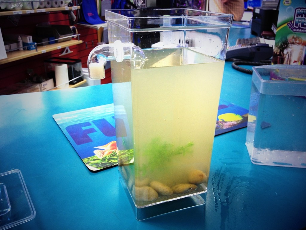 Does It Work-My Fun Fish Tank | kvue.com