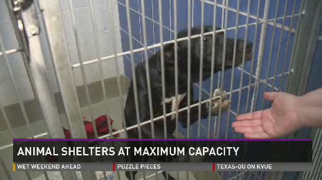 Animal shelters seeing unusually high intake of animals | kvue.com