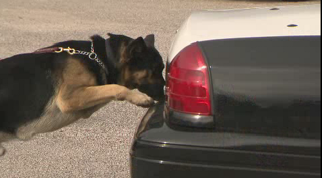 Behind the scenes: DPS K9 unit training | kvue.com