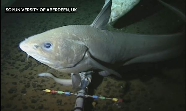 How scientists found deepest-ever fish 5 miles down | kvue.com