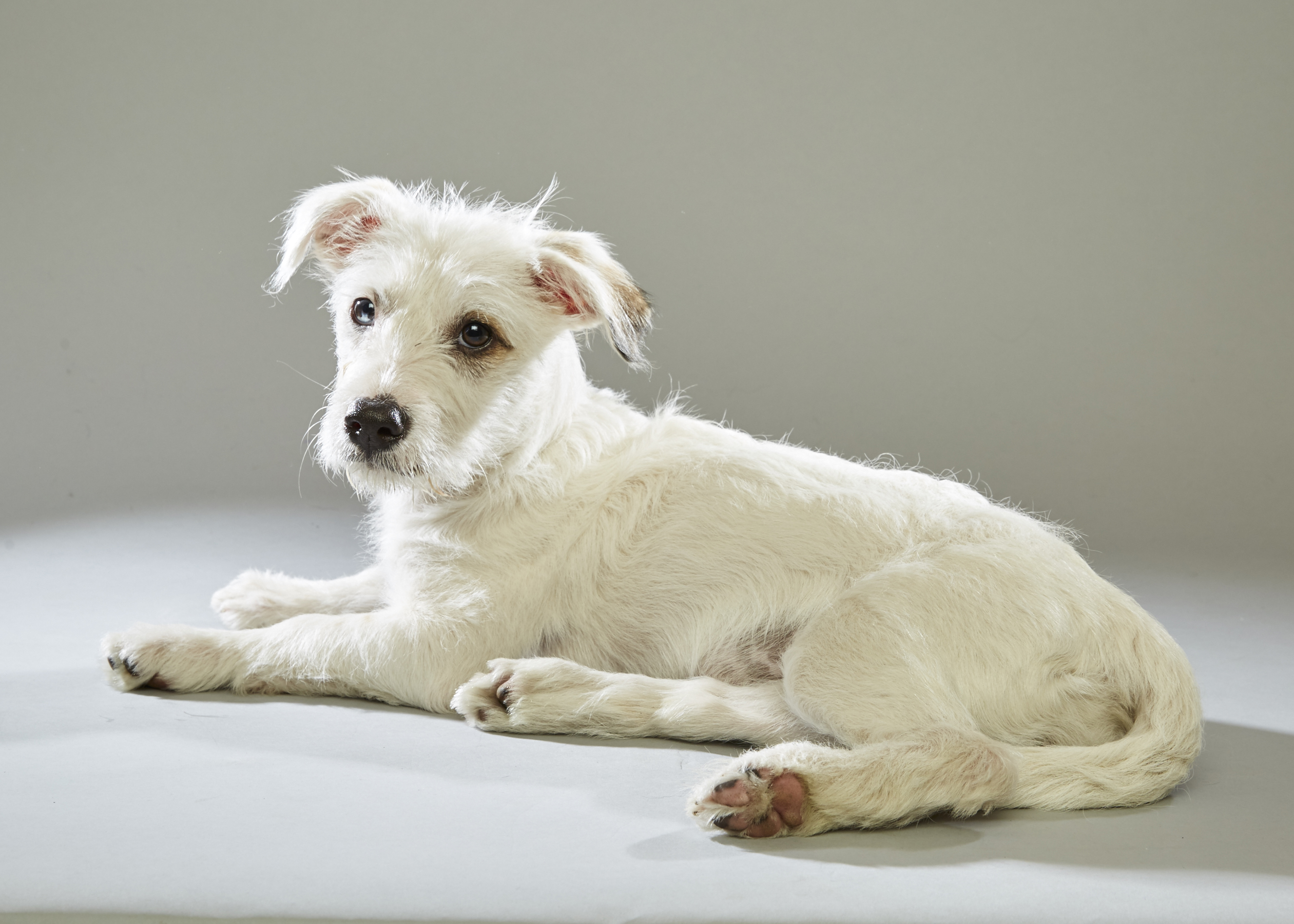 Local furry 'athlete' facing off in Puppy Bowl XII | kvue.com