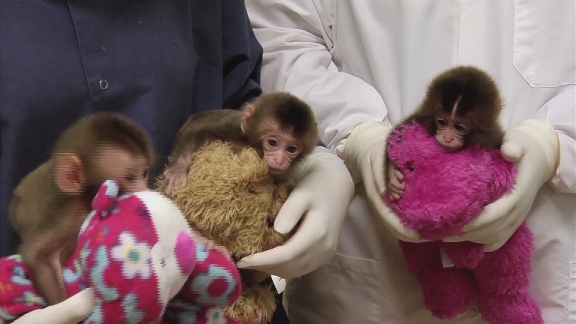 Petition to save UT monkeys from euthanasia has nearly 100,000 ...