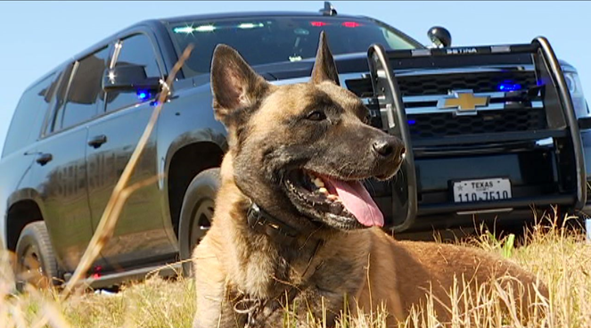 K9 Lobos finds lost child in Fayette County | kvue.com