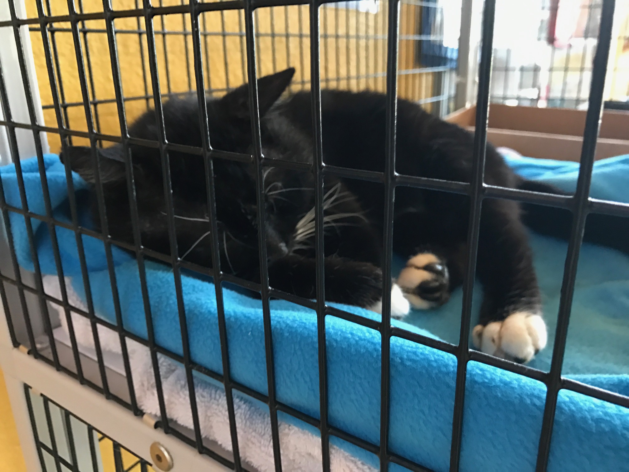 WilCo Regional Animal Shelter sees big turnout during free adoption ...