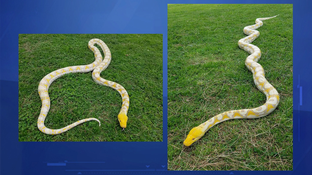 Lockhart police say no record of python on the loose | kvue.com