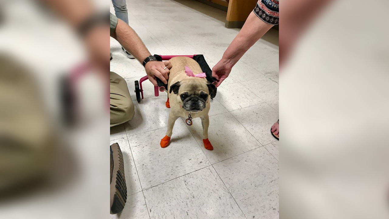 Middle schoolers build wheelchair for pug with disease | kvue.com