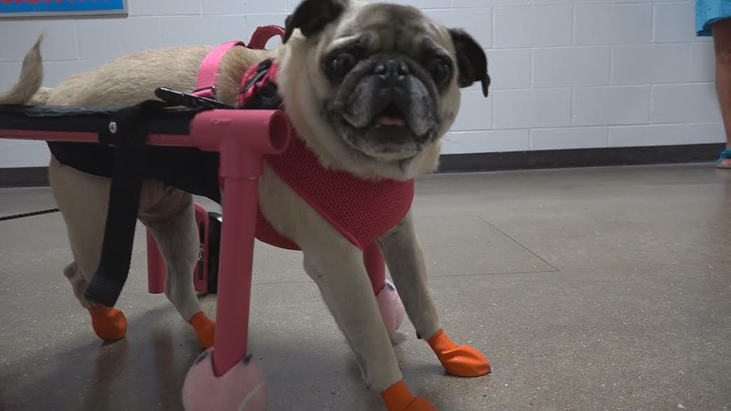 Middle schooler builds harness to help pug walk again | khou.com
