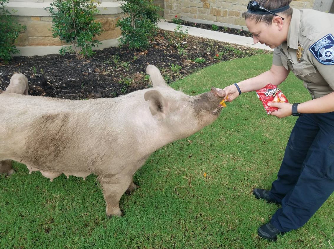 Animal Control uses Doritos to capture escaped pig and her piglets in ...