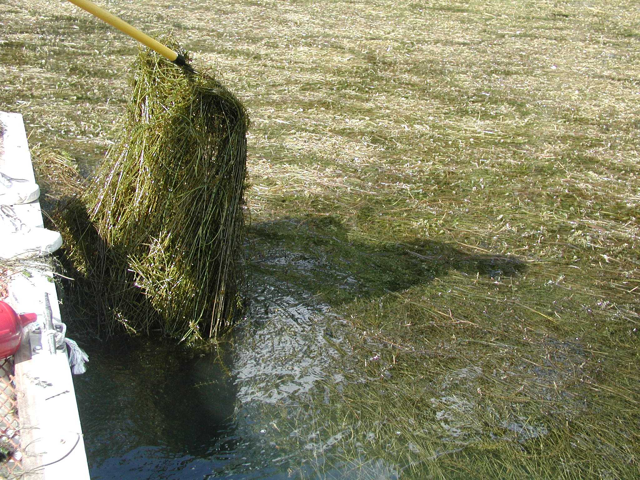 What does hydrilla look like? | kvue.com