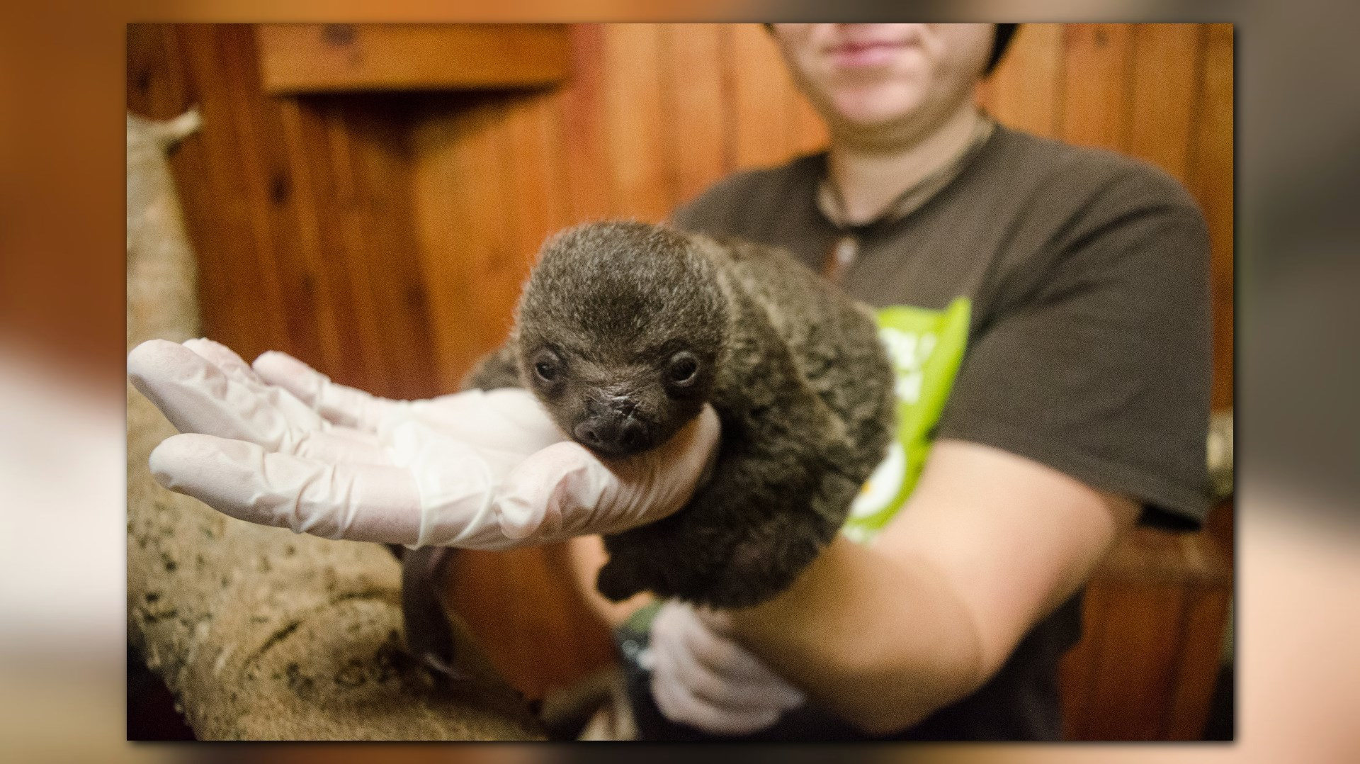 ATTENTION: A baby sloth has been born at a Texas zoo | 12news.com