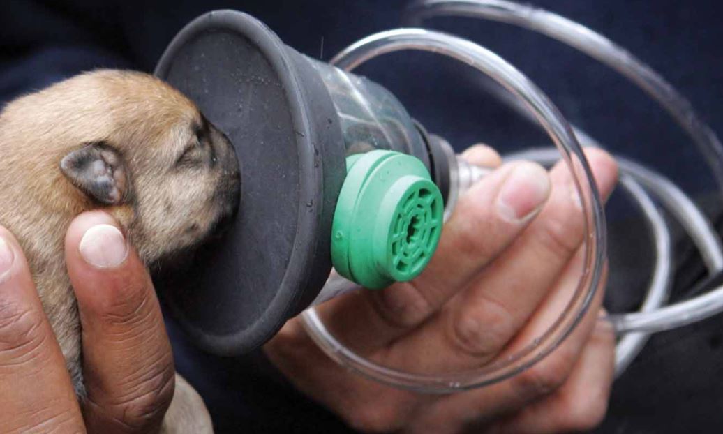 Invisible Fence donating 42 pet oxygen masks to Austin-Travis County ...